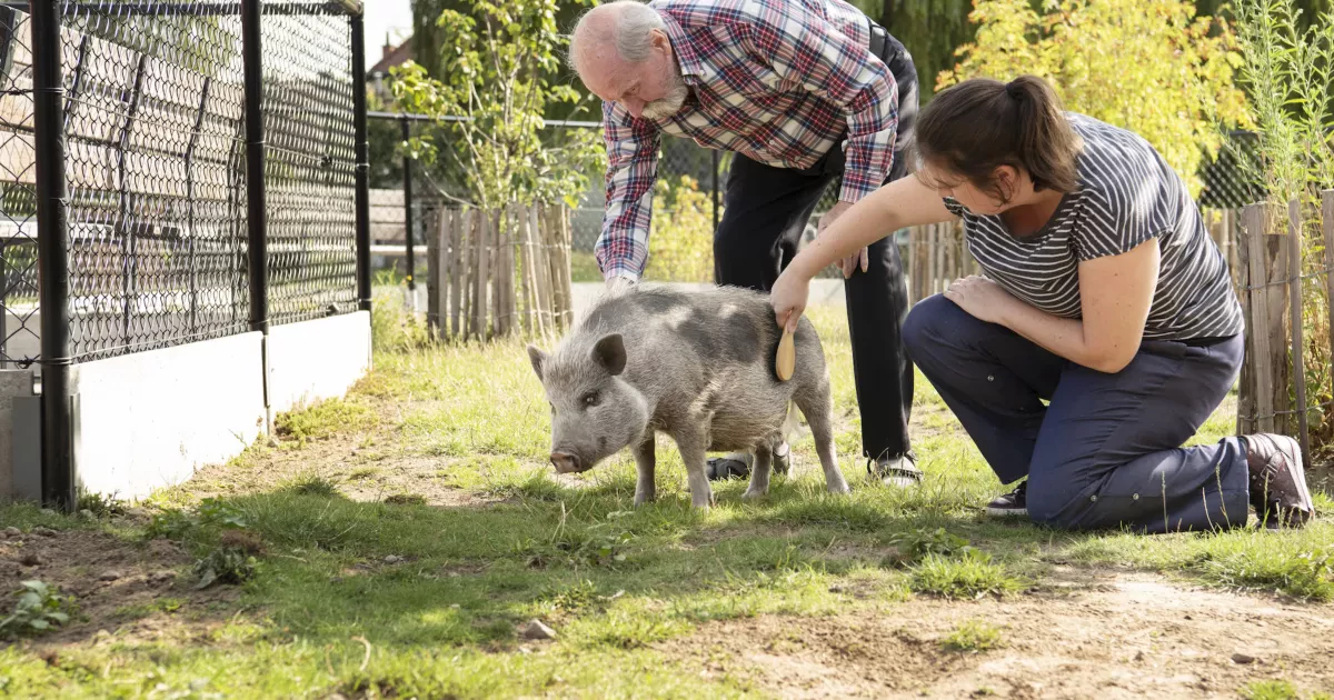 Help dit varkentje wassen en stem 🌿Heiveld tot winnaar van de New European Bauhaus Prizes 2025 ...